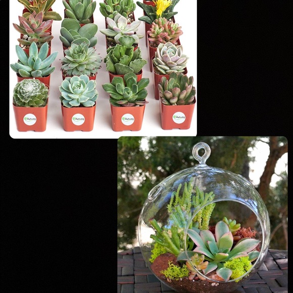 Wall Decor | Succulent Succulent Terrariums Cacti | Poshmark